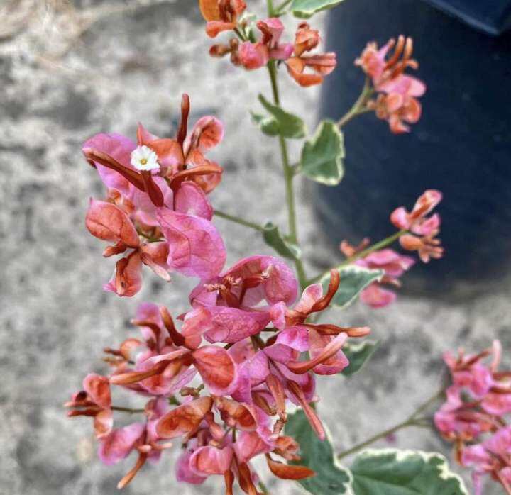 BOUGAINVILLAE ROOTED LIVE PLANT ORANGE MASHURI | Lazada PH