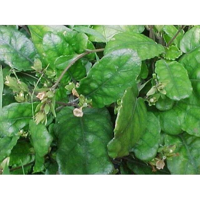 5 pcs tanaman gempur batu tanaman herbal batu ginjal | Lazada Indonesia