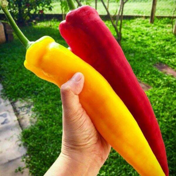 [MIX COLOR] Giant Sweet Palermo Pepper Seeds/Benih 30 pcs [三种颜色 ...