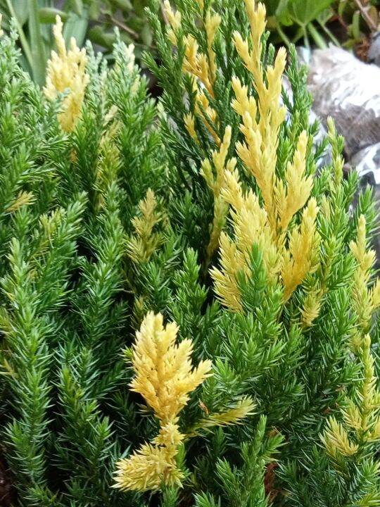 Variegated Cypress Rare Uncommon Live Plants Luzon Buyers only. | Lazada PH