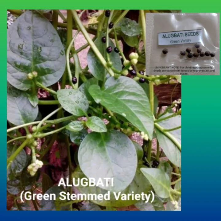 Seeds: Green Alugbati (Malabar Spinach) | Lazada PH