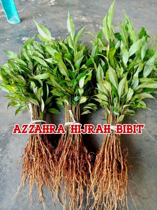 tanaman gaharu Aquilaria malaccensis cabutan 100 cabutan | Lazada Indonesia