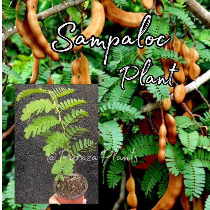 Sampaloc Plant