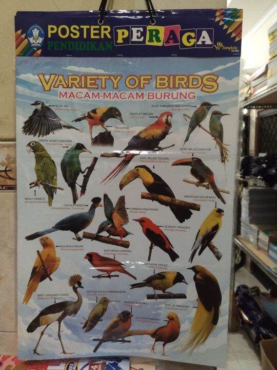 Poster peraga pendidikan| macam macam burung | Lazada Indonesia