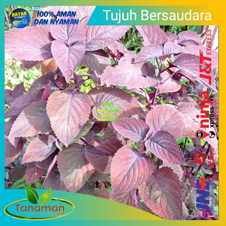 daun jawer kotok segar daun iler 250grm | Lazada Indonesia