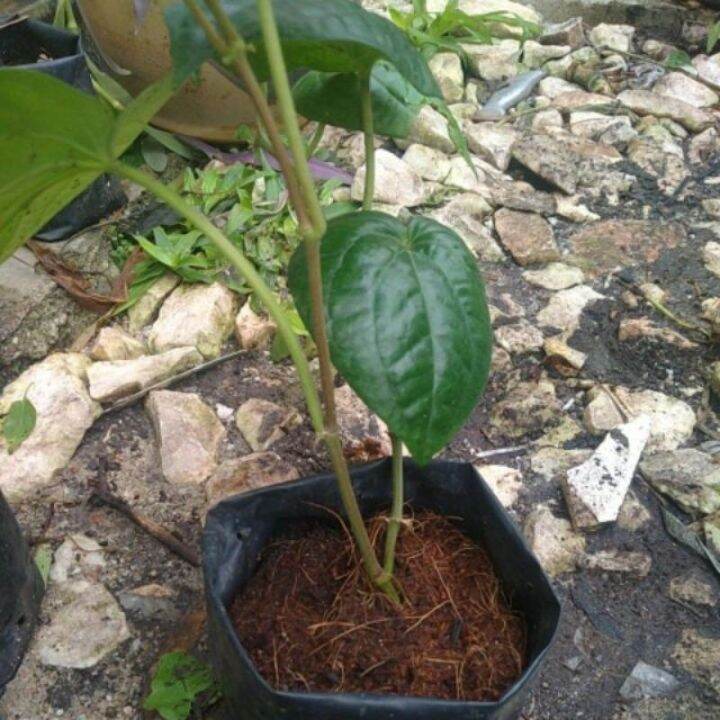 POKOK SIREH / SIRIH / SIREH Bertemu urat | Lazada