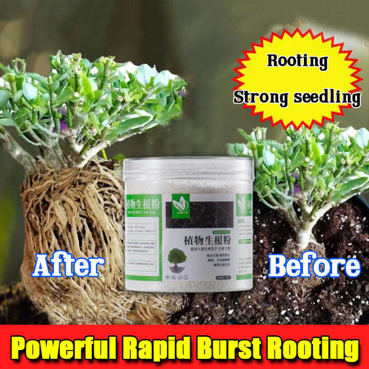 【Rooting quickly】BIUU Rooting hormone for cuttings Rooting king powder ...