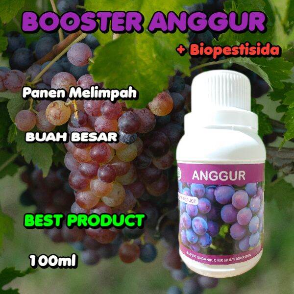 Pupuk Booster Anggur Cair Perangsang Buah Agar Cepat Berbuah Lebat Besar Banyak Biopestisida ...