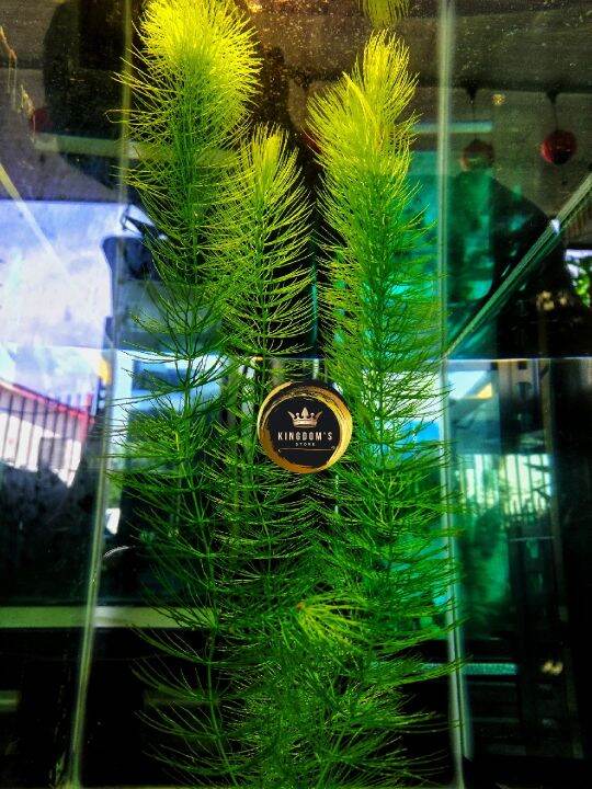 HornWort Ceratophyllum demersum(Coontail) Aquarium Live Plants | Lazada