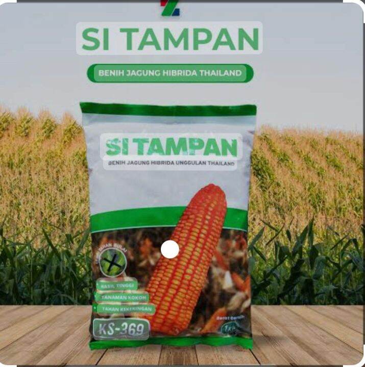 Benih jagung hibrida Si Tampan KS-368 unggulan thailand 1kg tahan bulai dan busuk buah | Lazada ...