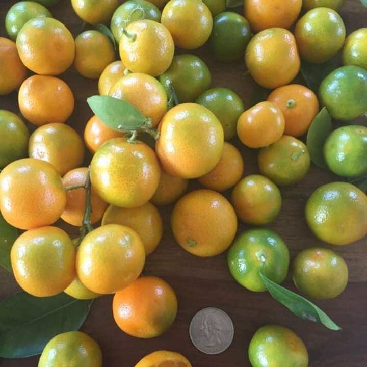 brand:ramgo seeds tomato/kamatis 10 seeds repack | Lazada PH
