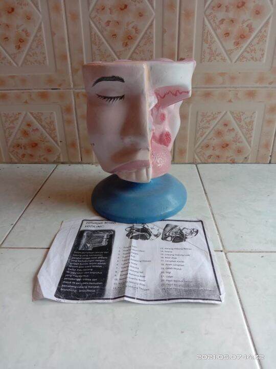 hidung alat peraga pendidikan torso model hidung | Lazada Indonesia
