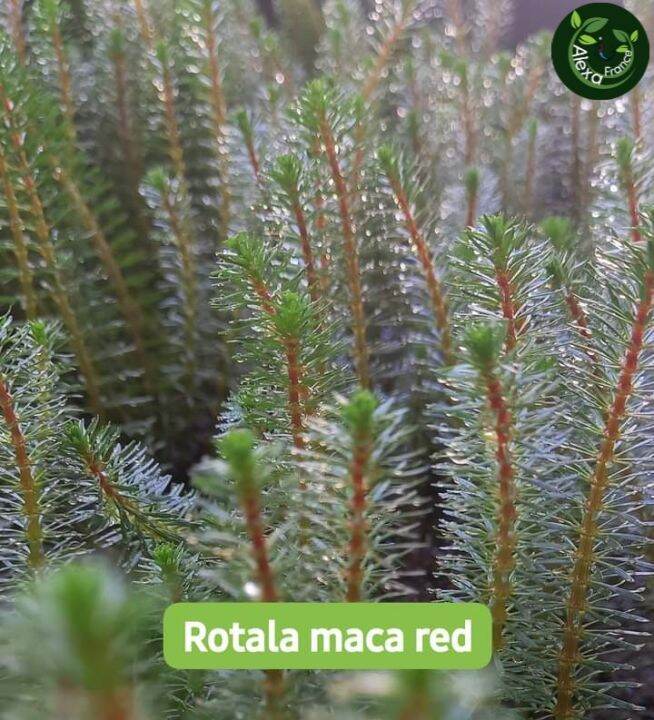 Rotala maca red aquatic plant for aquascaping | Lazada PH