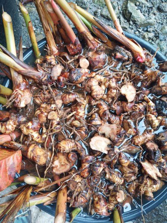 THAI GINGER /GREATER GALANGAL (1/4 KILO) SEEDLING | Lazada PH