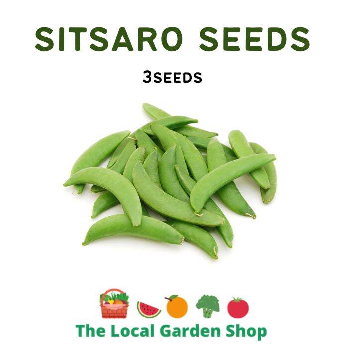 SITSARO / SNOWPEA SEEDS -5seeds (Condor Brand) | Lazada PH