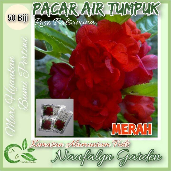 50 Benih Bunga Pacar Air Merah Rose Balsamina | Lazada Indonesia