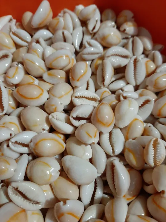 50 pcs sigay/sea shell | Lazada PH