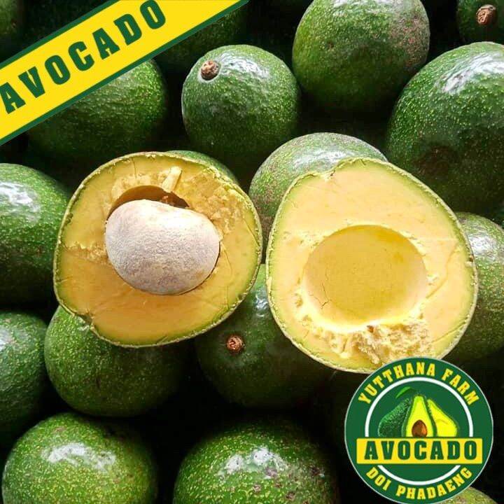 AVOCADO Booth-7 บูท-7 (2 กิโล ราคา 180บาท อโวคาโด้ ทานเพื่อสุขภาพ ...