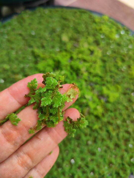 Azolla Microphylla Mosquito Fern floating aquatic plant 满江红浮萍 | Lazada