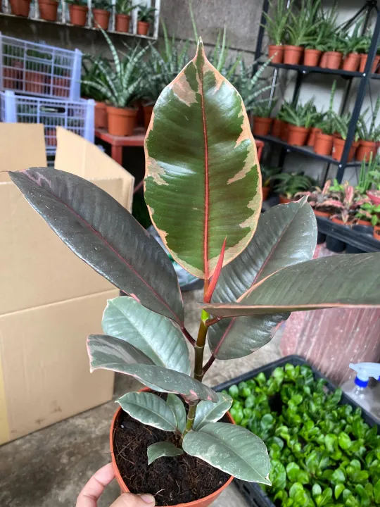 tineke ruby | Lazada PH