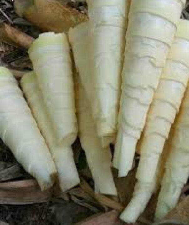 Rebung sayur mudah segar / 1kg | Lazada Indonesia