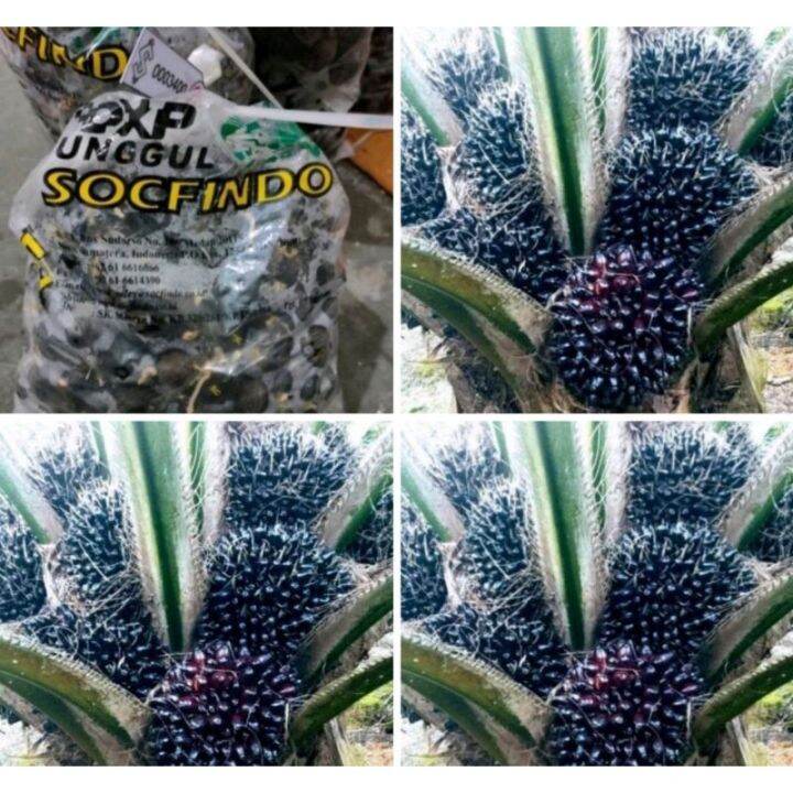 Bibit kecambah kelapa sawit DxP SOCFINDO unggul | Lazada Indonesia