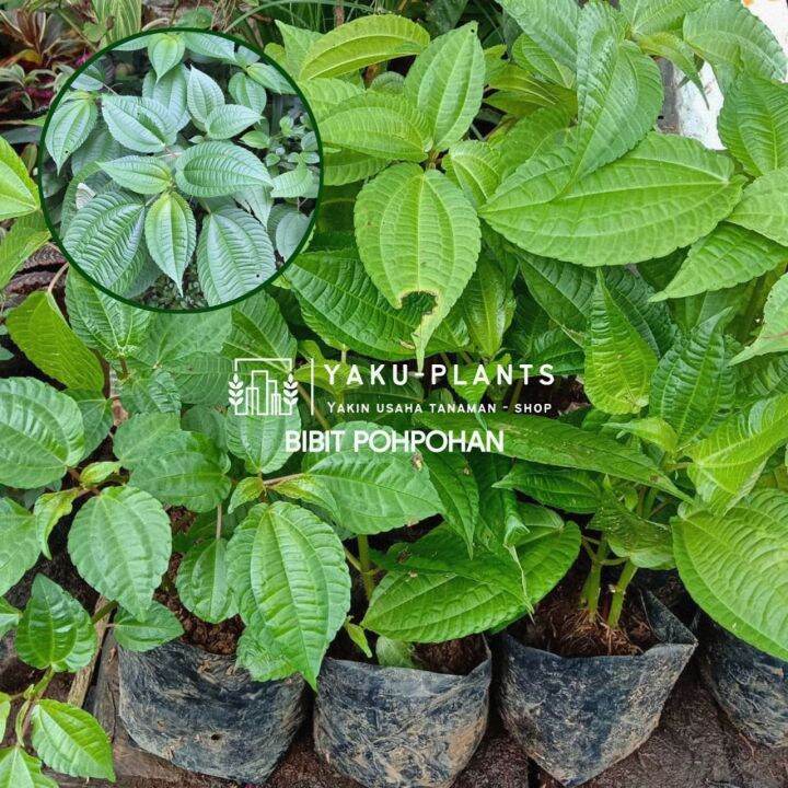 BIBIT TANAMAN POHPOHAN / LALAPAN POHPOHAN KUALITAS SUPER - YAKU T ...