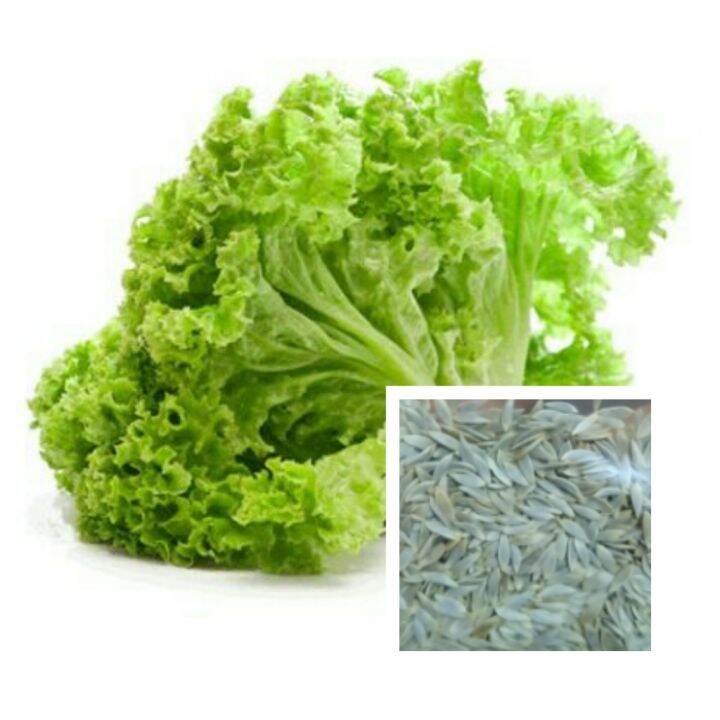 loose leaf lettuce hybrid seeds for planting ( 50 seeds approx ...