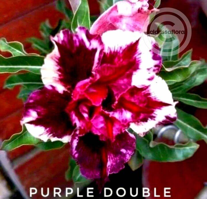 PROMO!! ADENIUM bunga tumpuk purple double - Kamboja jepang - tanaman ...