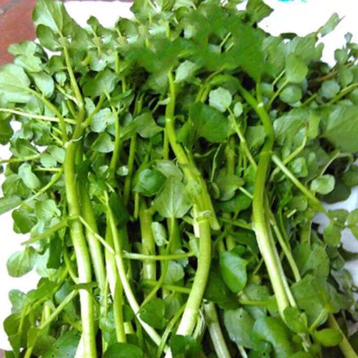 Benih Selada Air / Watercress Seeds / 西洋菜籽"600pcs | Lazada