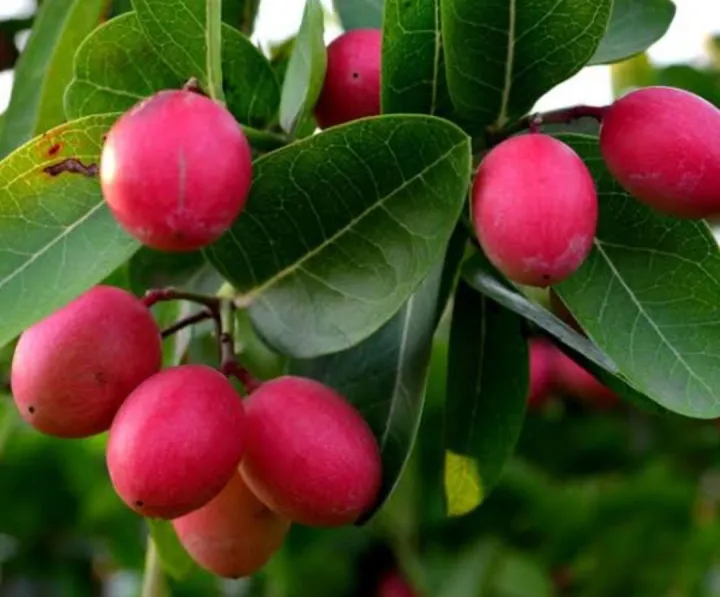 carissa carandas/bengal currant/ karonda...(berry) | Lazada PH