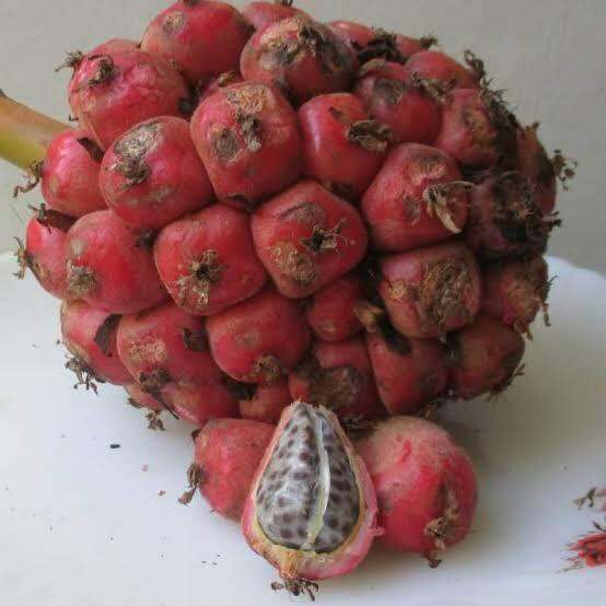 Buah Kecombrang Honje Segar, Buah Honje Merah | Lazada Indonesia