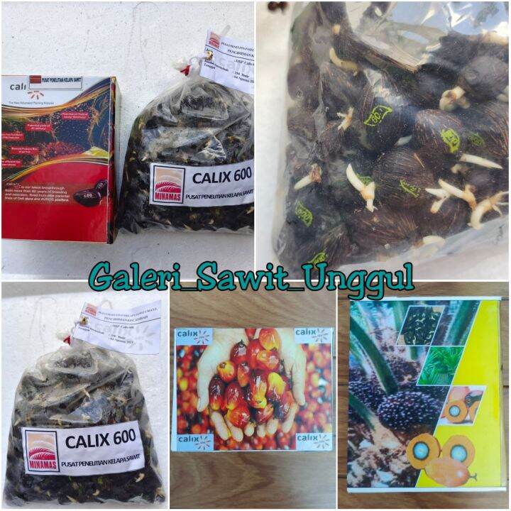 Bibit Benih Kecambah Sawit CALIX 600 Asli Unggul | Lazada Indonesia