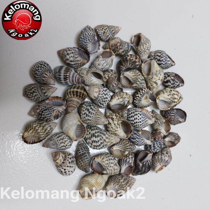 Cangkang Kerang Planaxis isi 50 pcs | Lazada Indonesia