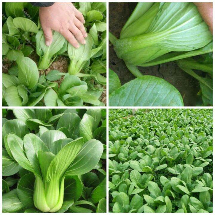 Biji Benih Sayur Kubis China / Vegetables Seeds Brassica Chinensis ...