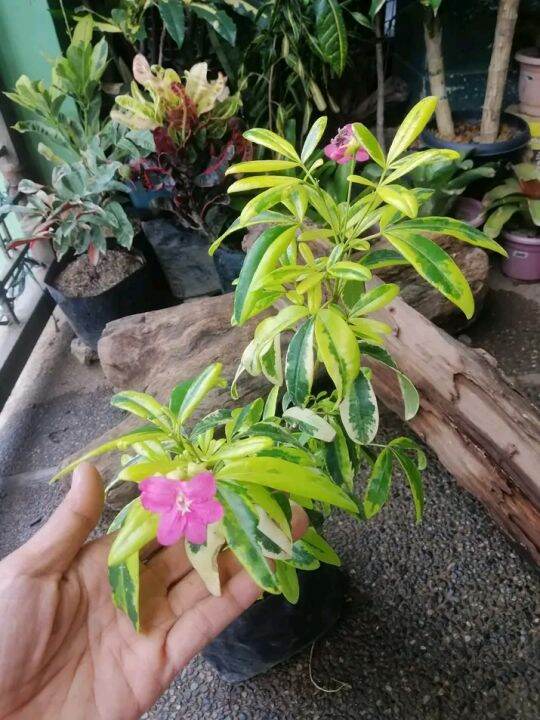 tanaman bunga lavenia /levenia tanaman hias | Lazada Indonesia