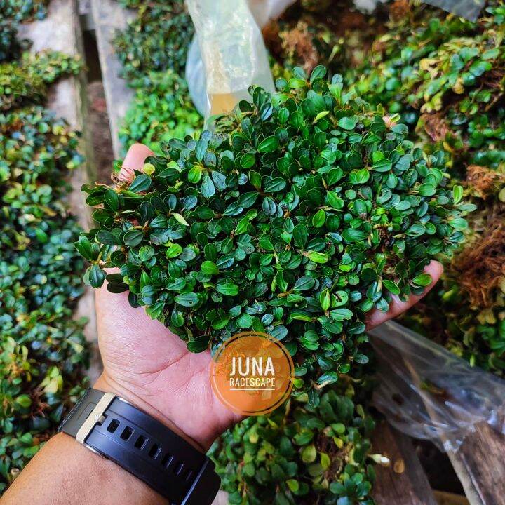 BUCEPHALANDRA MINI AQUASCAPE BUCE SUPER MINI TANAMAN AQUASCAPE AQUARIUM ...