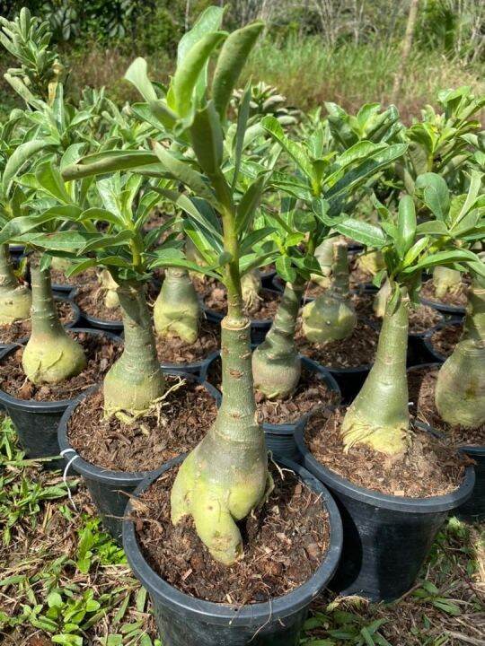 adenium real live plant pokok kemboja thailand | Lazada