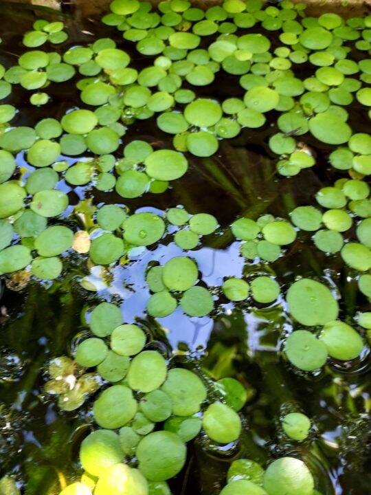 Frogbits amazon frogbit 5 pcs aquatic plant | Lazada PH