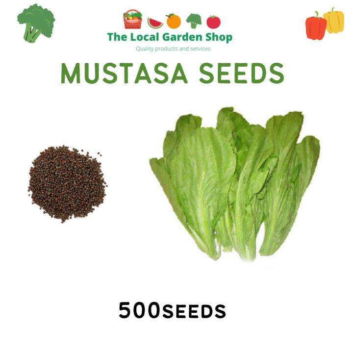 MUSTASA / MUSTARD - 500pcs Seeds | Lazada PH