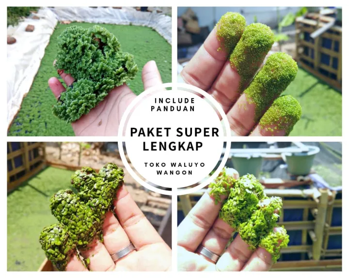 PAKET LENGKAP Bibit Budidaya Azolla Microphylla, Lemna Minor, Spirodela ...