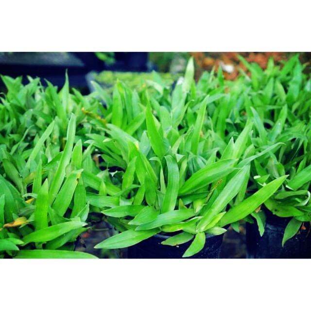 Rumput Beijing | BEIJING GRASS @ Rumput Siti Khadijah sebagai penawar ...