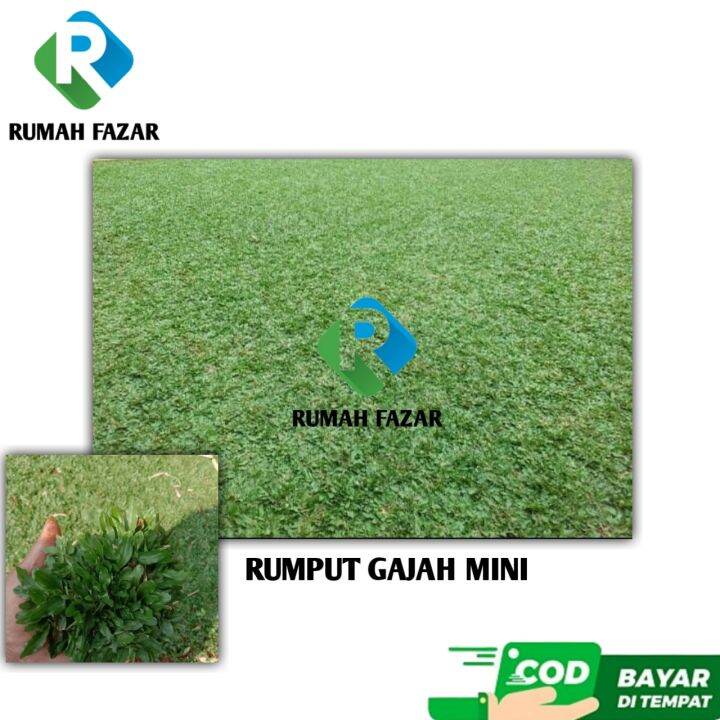 Rumput Gajah Rumput Taman Rumput Hias Taman Rumput Gajah Mini Murah Ful
