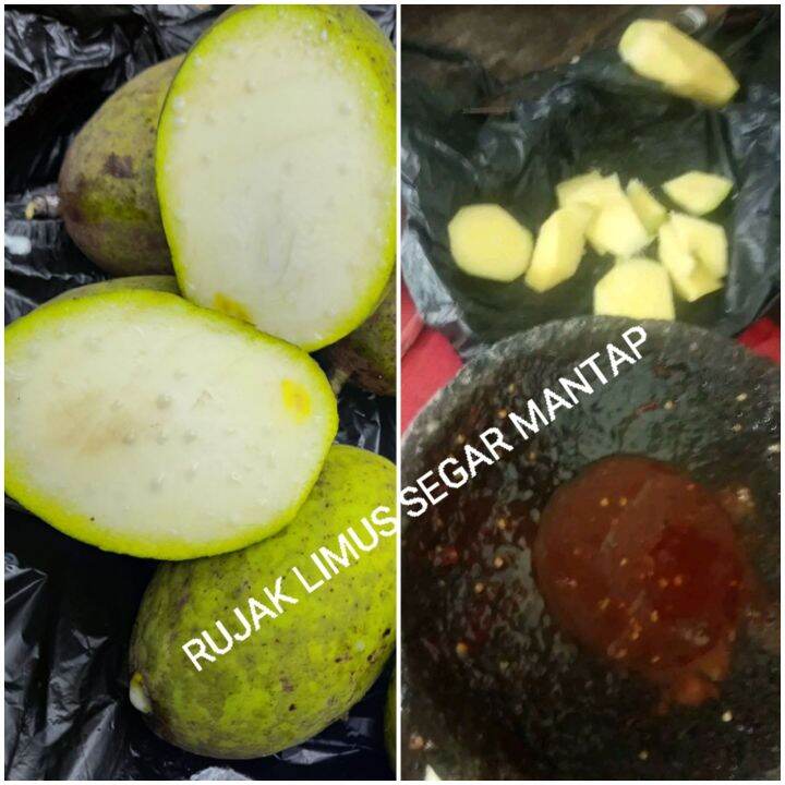 Buah bacang atou buah limus segar muda pas untuk ibu ngidam atou untuk rujak / 1 kg | Lazada ...