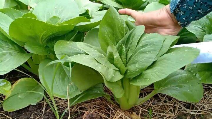 SULIT PACK! CHINESE PECHAY/PAKCHOI SEEDS (230 pcs seeds) (Green Stem ...