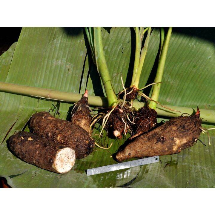 Umbi Talas Segar-Umbi Talas Pulen 1 kg | Lazada Indonesia