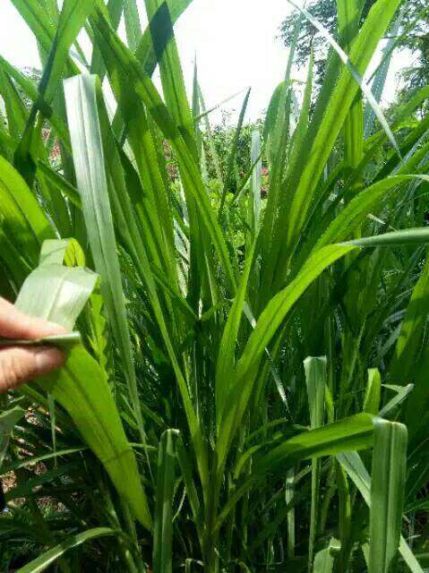 Bibit rumput pakcong per 1 kg | Lazada Indonesia