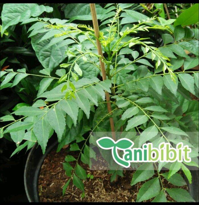 Bibit Tanaman Pohon Salam Koja - Temuru - Daun Kari - 20cm | Lazada ...