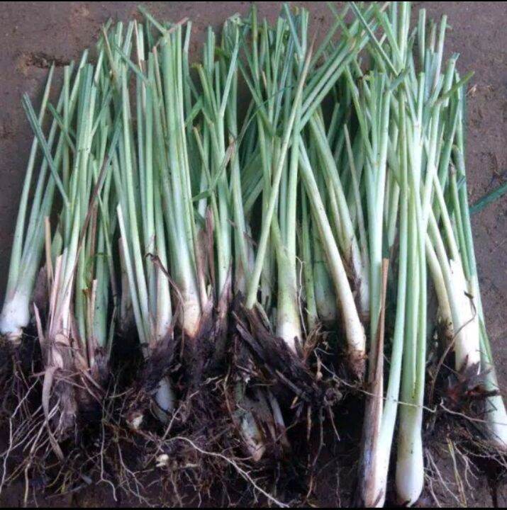 2 bibit sereh, serai sayur siap tanam | Lazada Indonesia