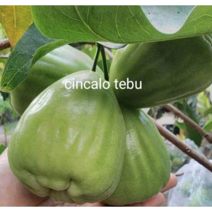 Bibit Jambu Air Unggulan Cincalo Tebu Rasa Buah Manis Tebal Renyah Asal ...